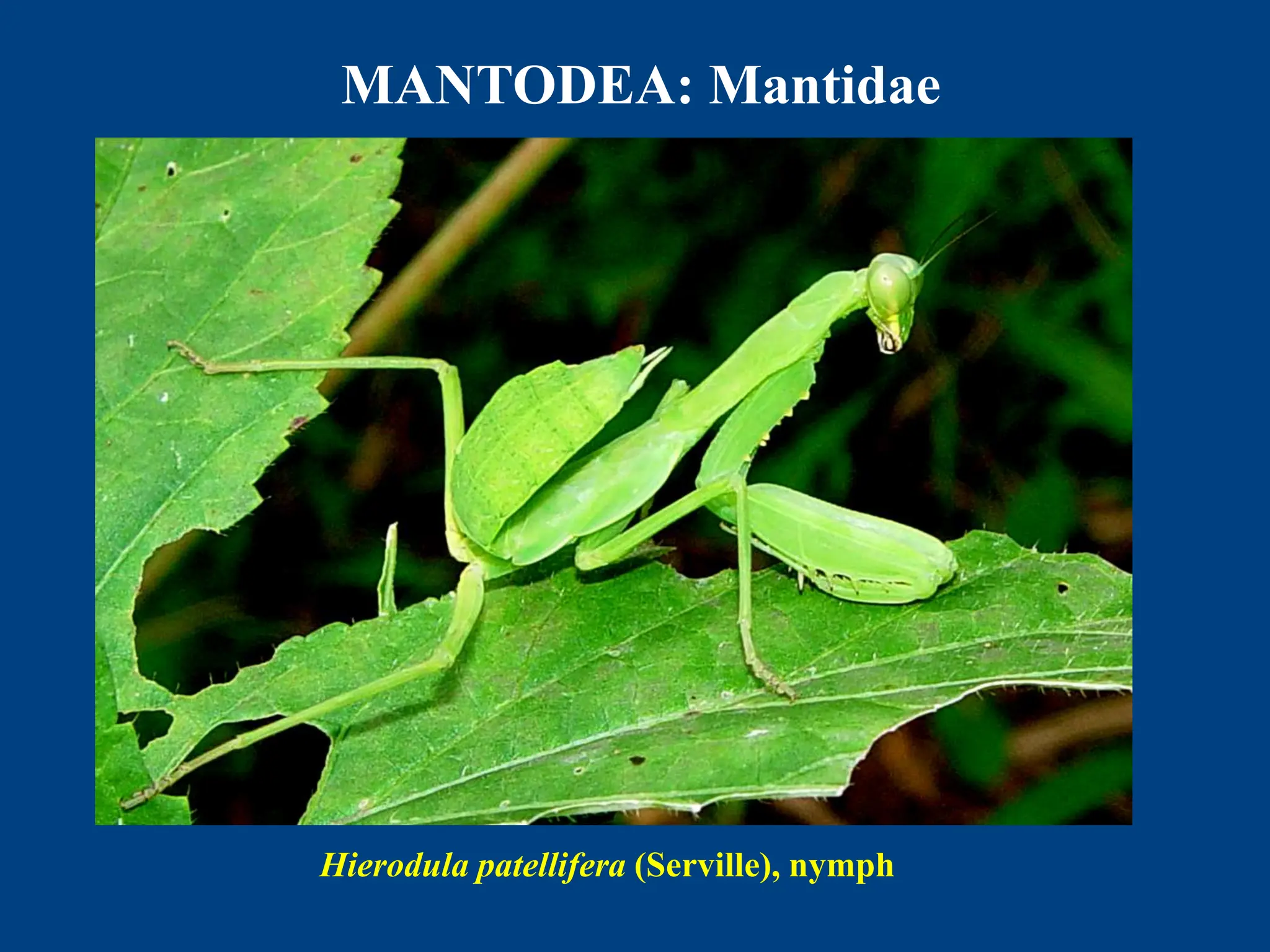 Legume Insect NEs.ppt