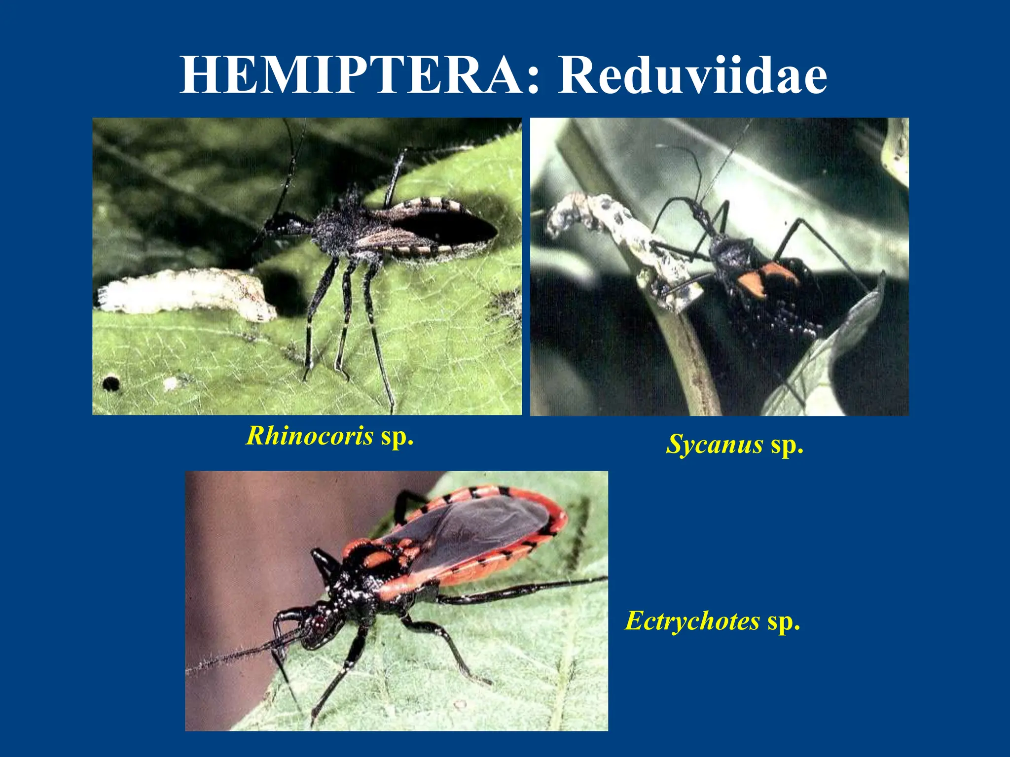 Legume Insect NEs.ppt