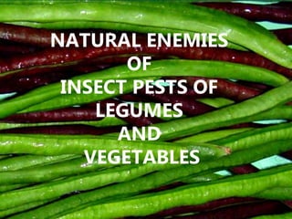 Legume Insect NEs.ppt