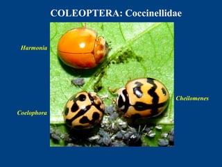 Legume Insect NEs.ppt