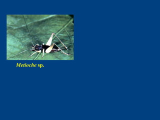 Legume Insect NEs.ppt