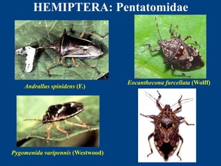 Legume Insect NEs.ppt
