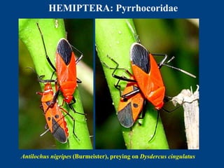 Legume Insect NEs.ppt