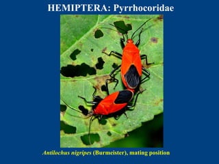 Legume Insect NEs.ppt