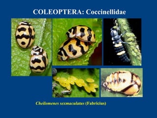 Legume Insect NEs.ppt