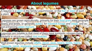 Legumes | PPTX