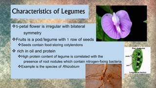 Legumes and nuts | PPTX