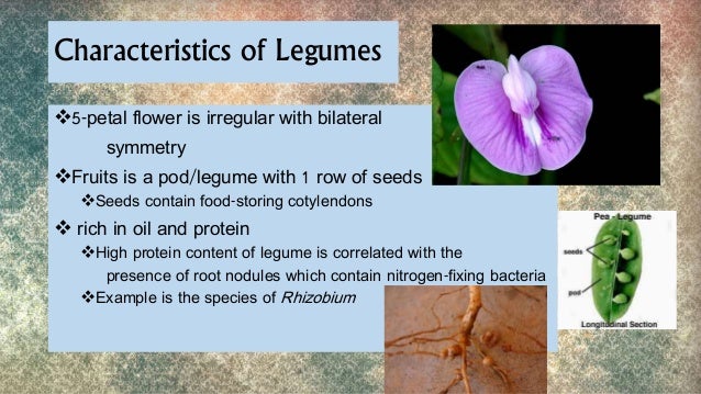 Legumes and nuts
