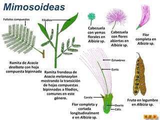 Leguminosas | PDF