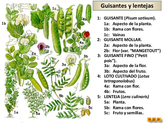Leguminosas : Características, Hábitat, Cultivo, Usos – DZED