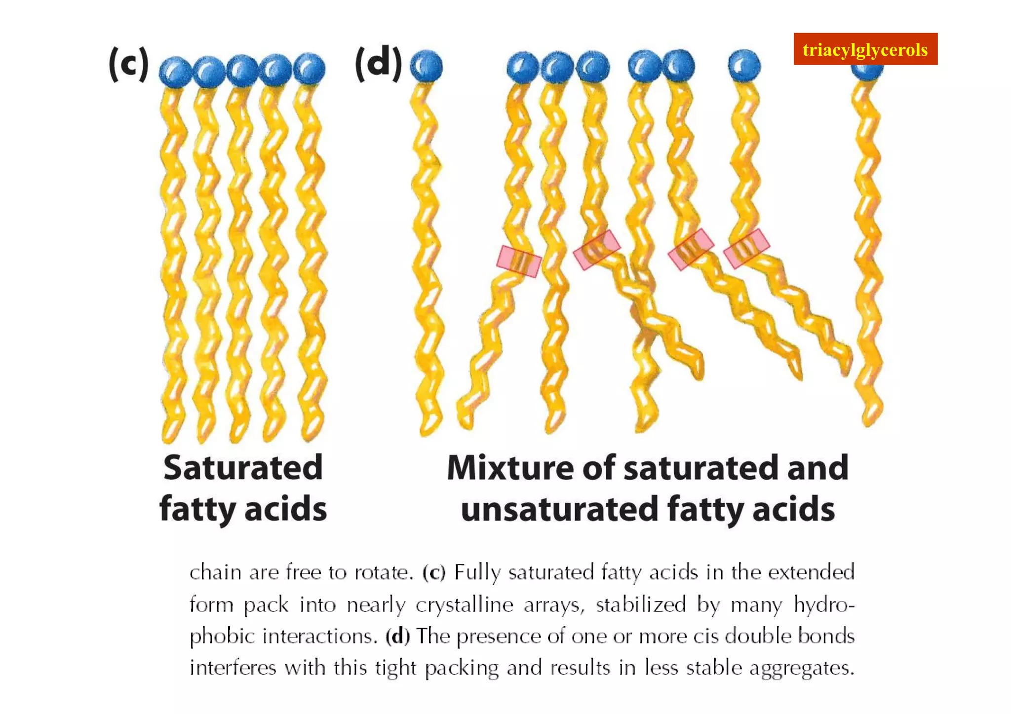 Learning Keys , Lehninger Chapter # 10 LIPIDS | PDF