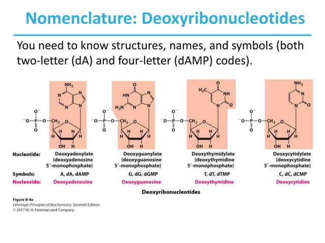 Lehninger_Ch8_Nucleotides.ppt that works | PPT