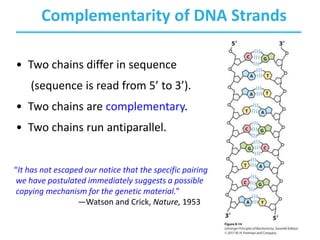 Lehninger_Ch8_Nucleotides.ppt that works | PPT