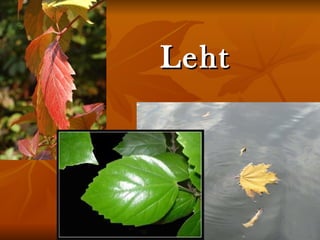 Leht Irina D. | PPT