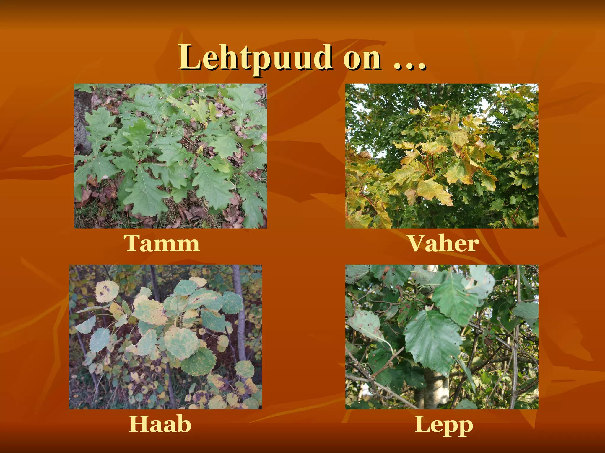 Lehtpuud | PPT