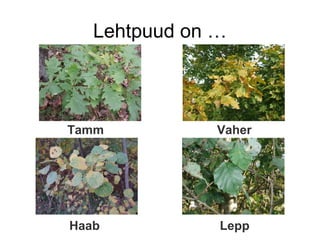 Lehtpuud | PPT