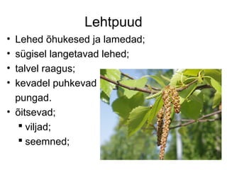 Lehtpuud | PPT