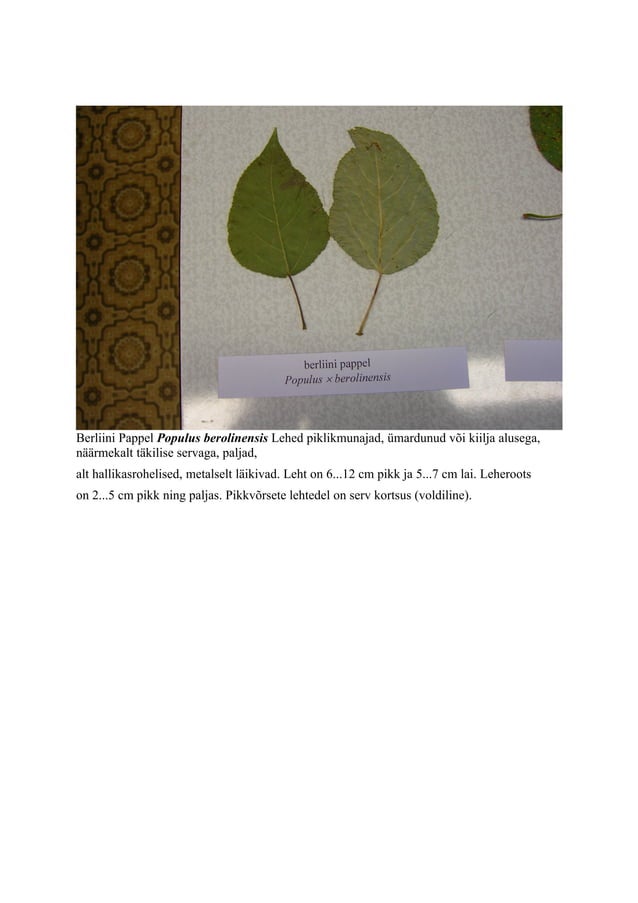 Lehtpuudenimekiri Pildid | PDF