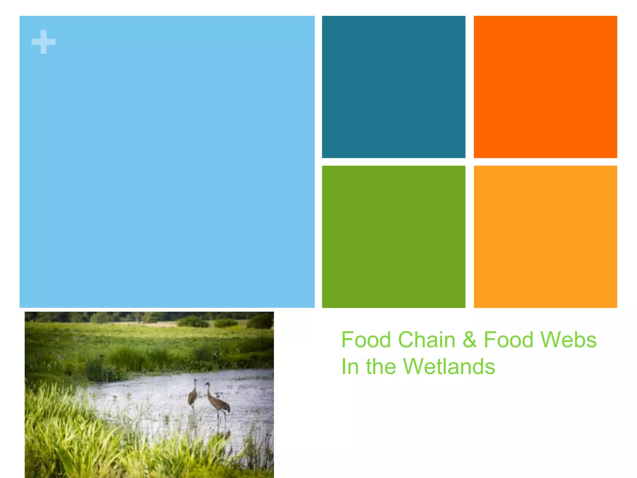 wetlands food chain & food webs | PPTX