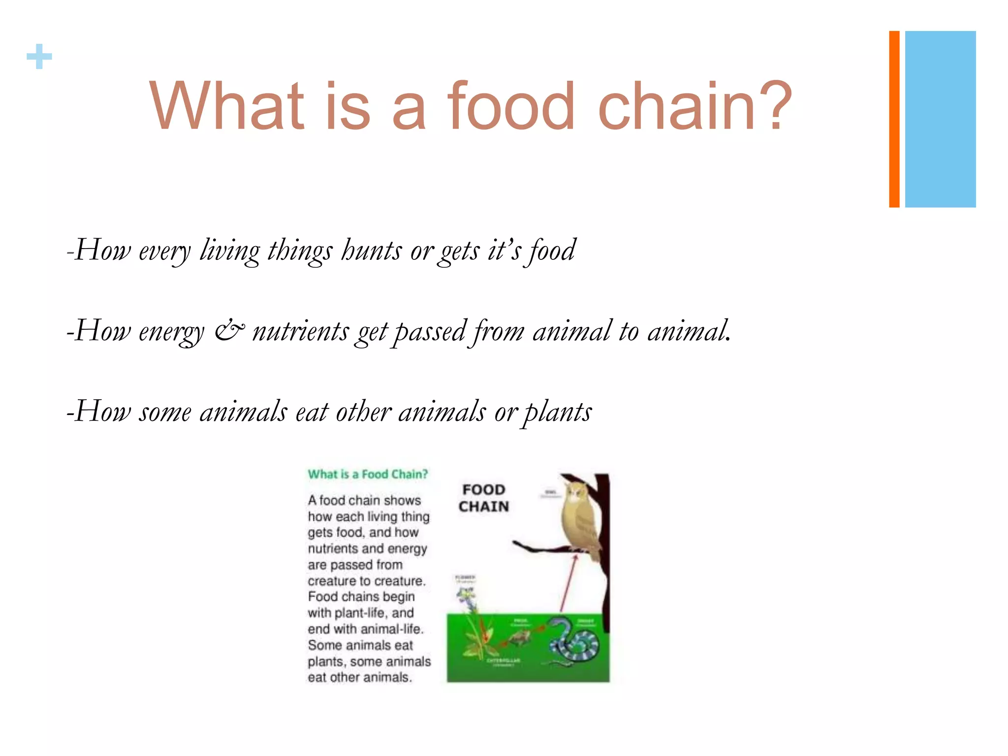 wetlands food chain & food webs | PPTX