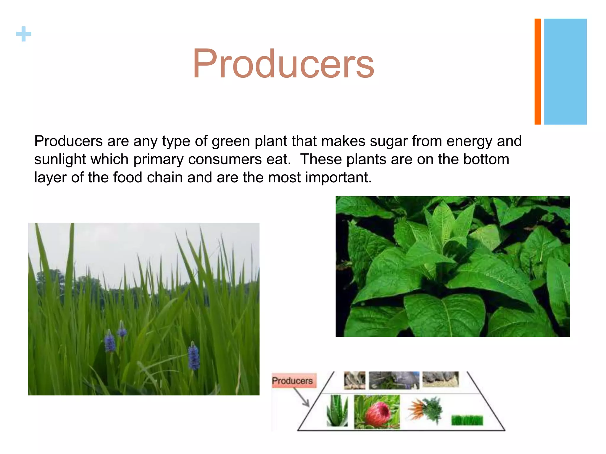 wetlands food chain & food webs | PPTX