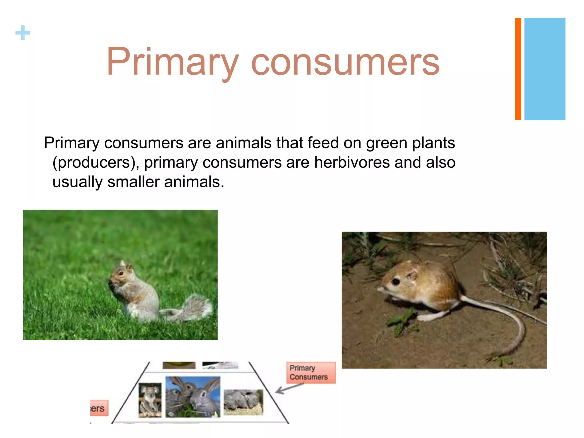 wetlands food chain & food webs | PPTX