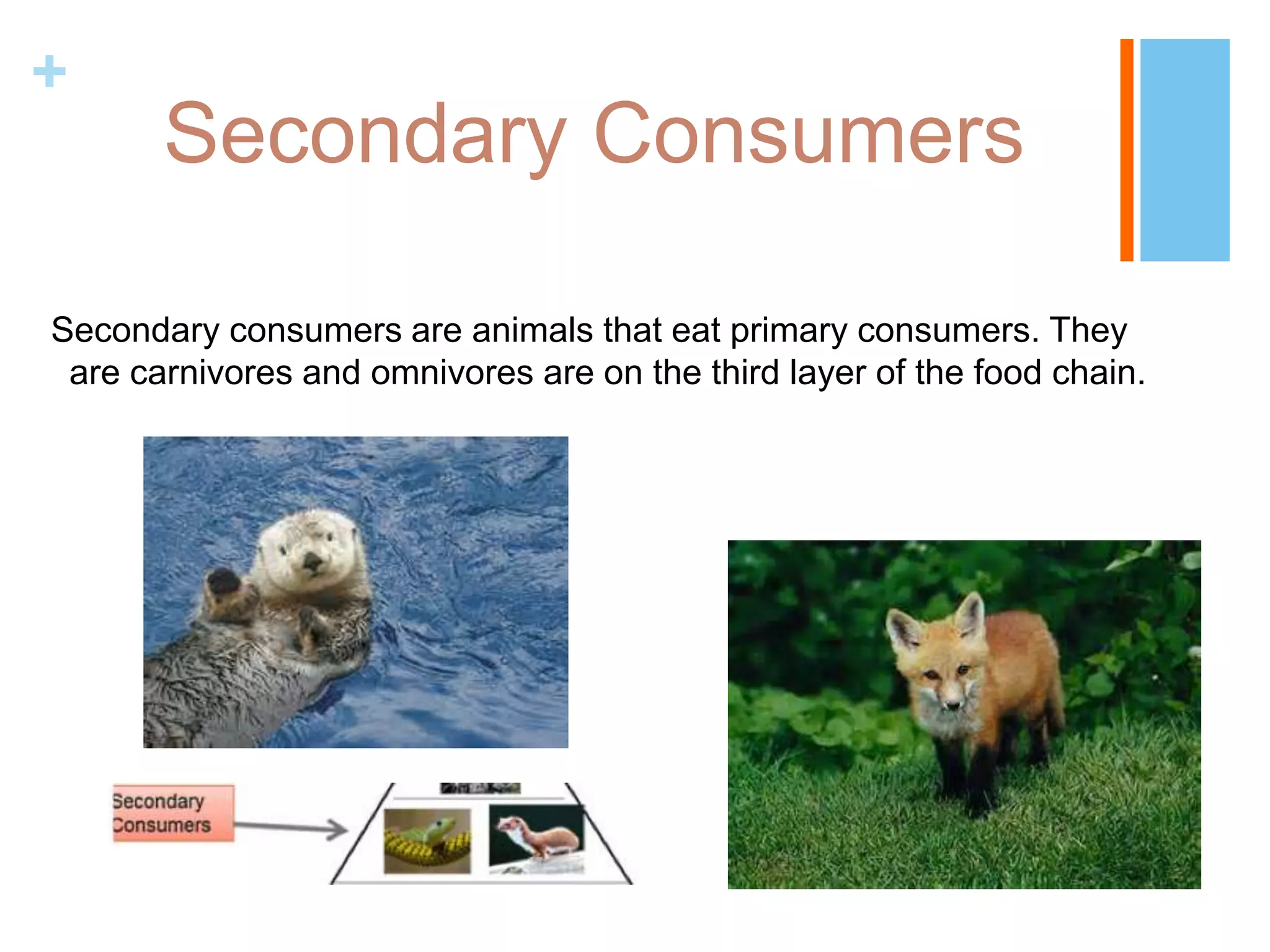 wetlands food chain & food webs | PPTX