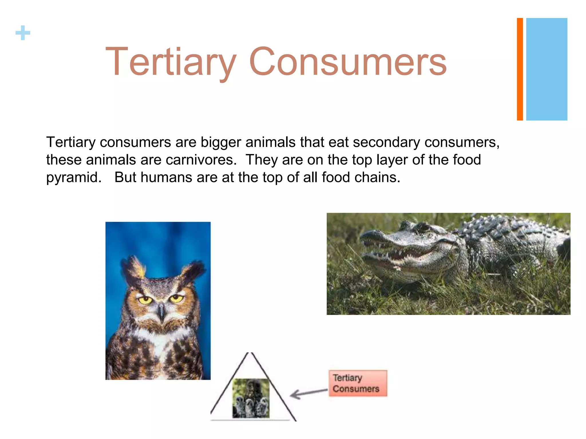 wetlands food chain & food webs | PPTX