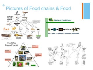 wetlands food chain & food webs | PPTX