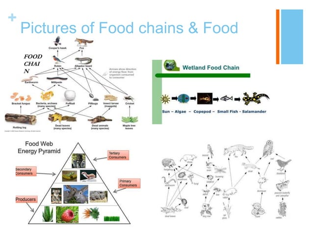 wetlands food chain & food webs | PPTX | Pets