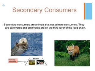 wetlands food chain & food webs | PPTX