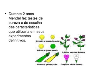 Leis de mendel | PPT