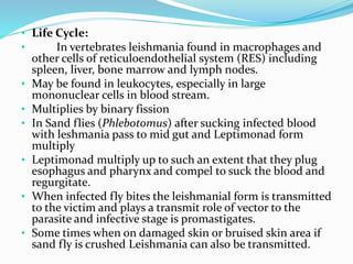 Leishmania 1 | PPTX