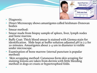 Leishmania 1 | PPTX