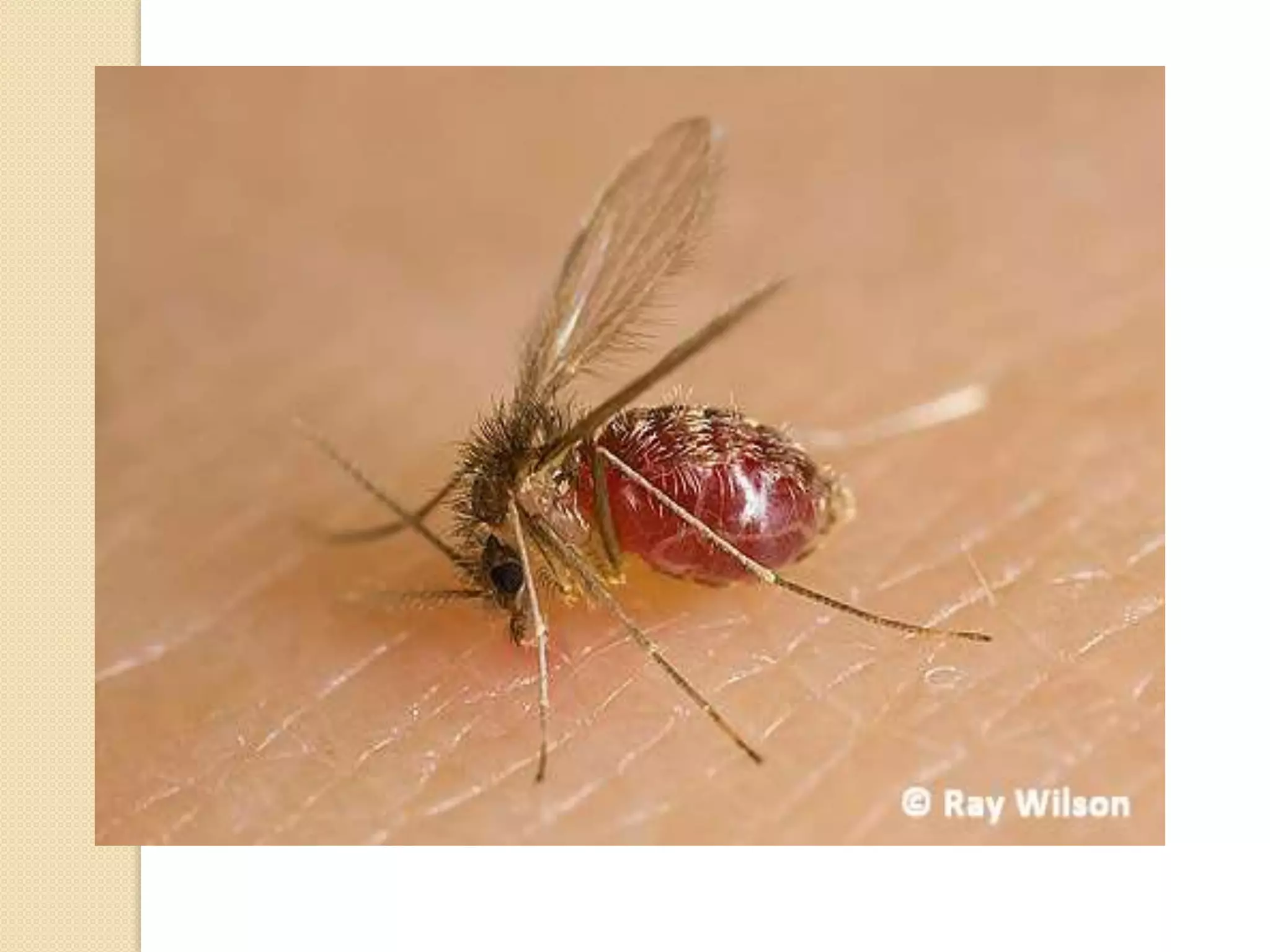 Kinetoplasta (Trypanosoma & Leishmania) | PPTX