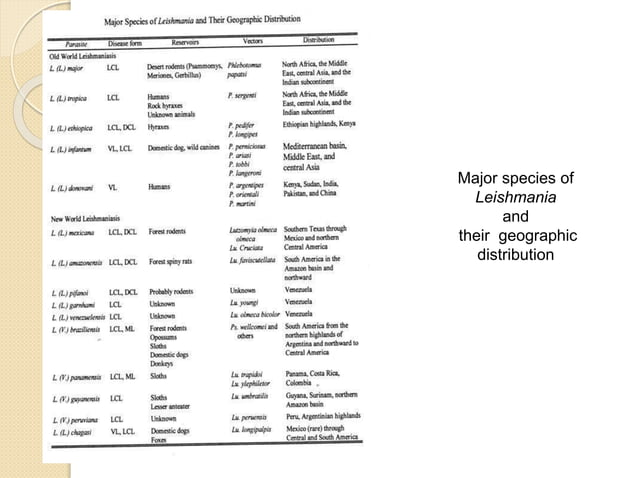Kinetoplasta (Trypanosoma & Leishmania) | PPTX | Infectious Diseases ...