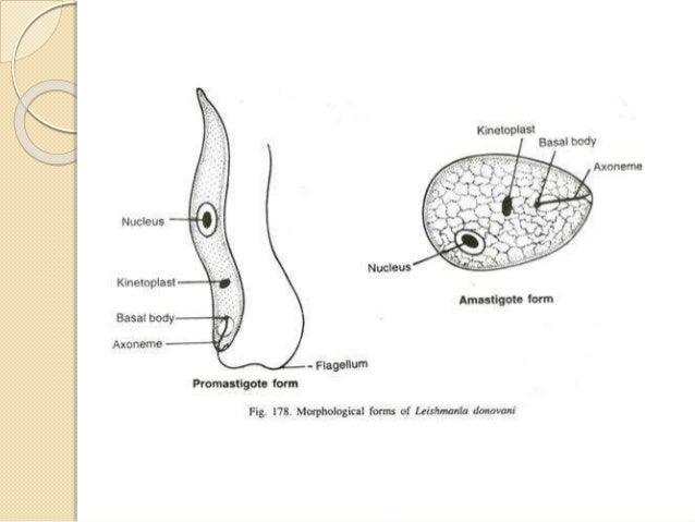 Kinetoplasta (Trypanosoma & Leishmania)