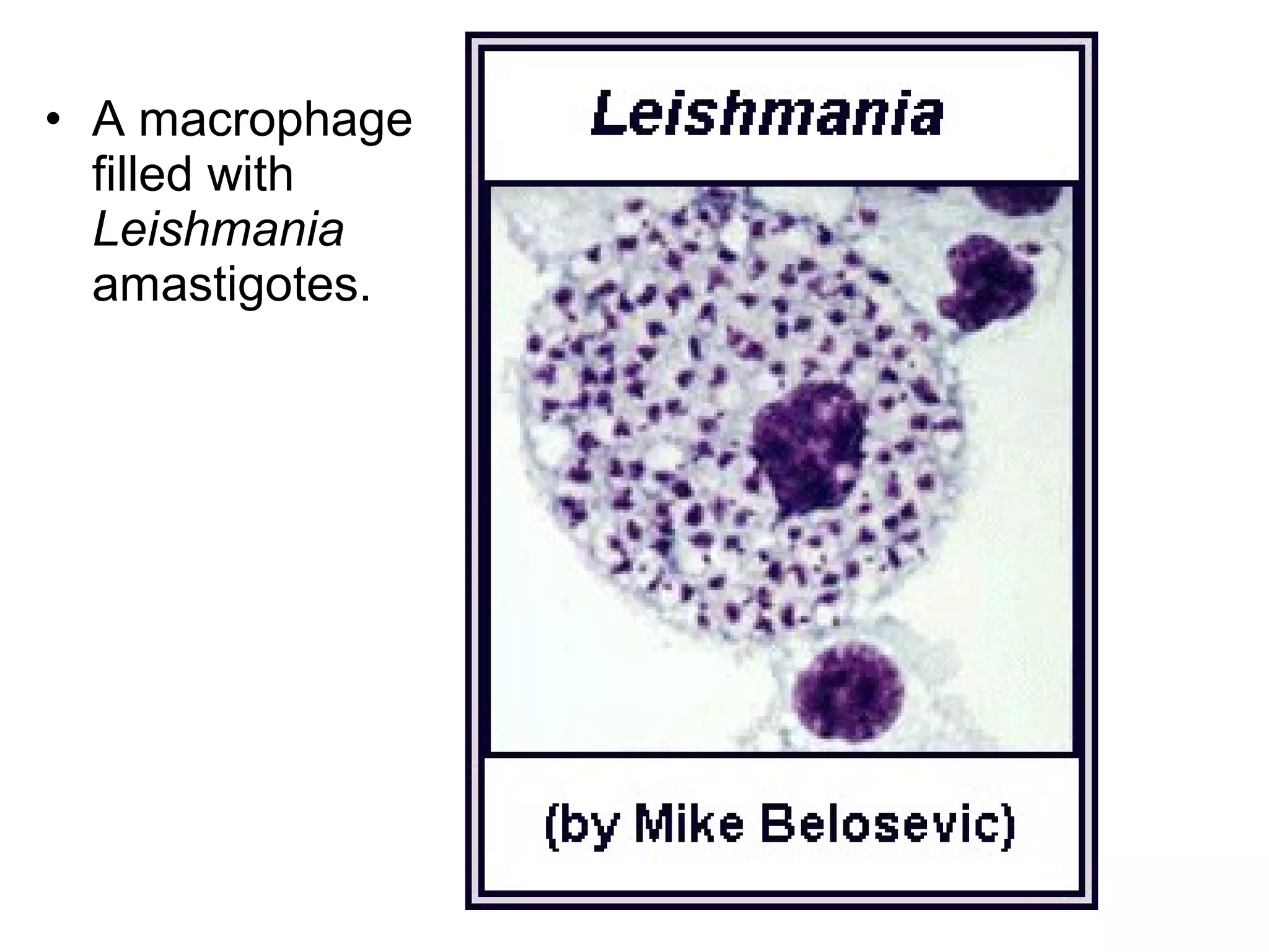 Leishmania | PPT