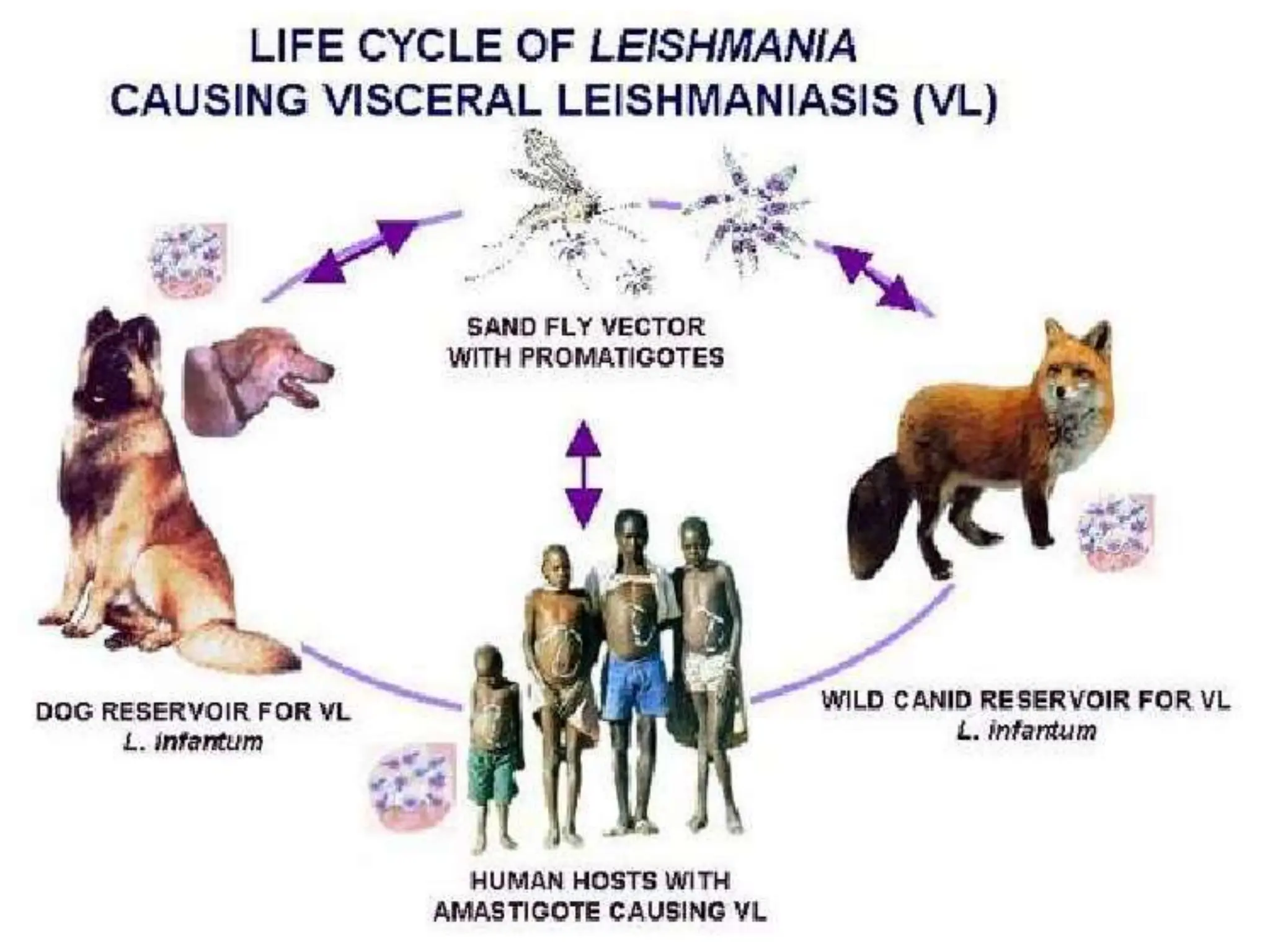 Unveiling the Intricacies of Leishmania donovani: Structure, Life Cycle ...