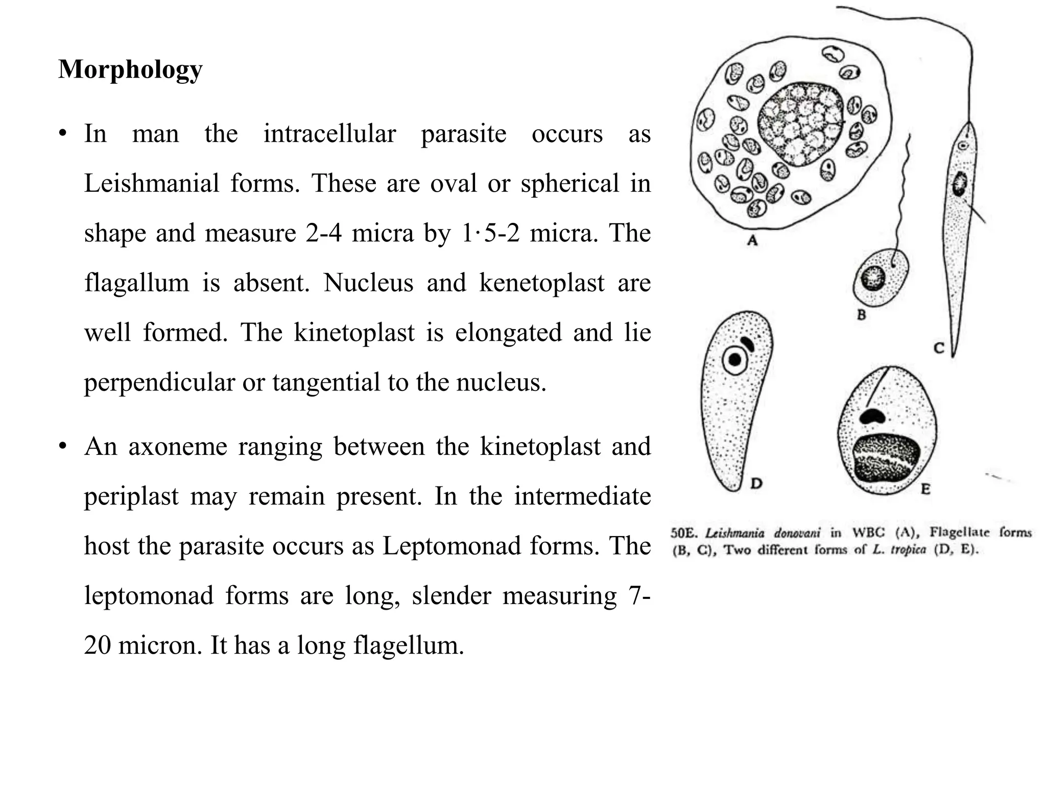 Unveiling the Intricacies of Leishmania donovani: Structure, Life Cycle ...
