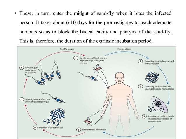 Unveiling the Intricacies of Leishmania donovani: Structure, Life Cycle, Pathogenicity ...