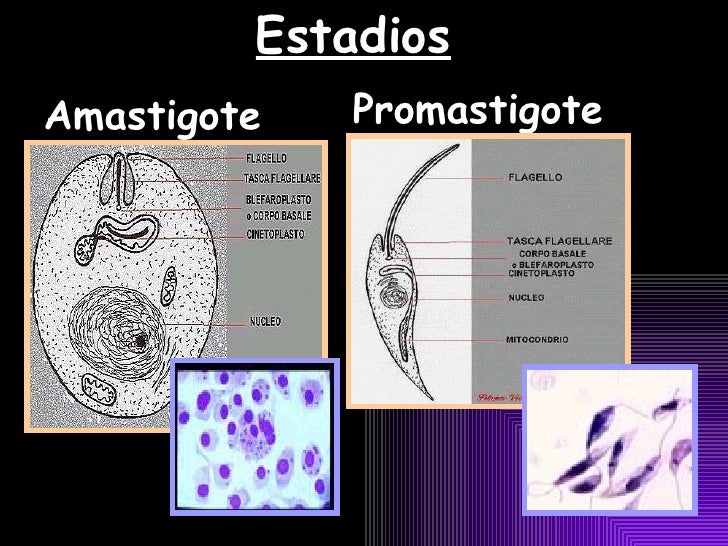 Leishmania
