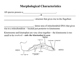 Leishmania And Trypanosoma | PPT