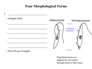 Leishmania And Trypanosoma | PPT
