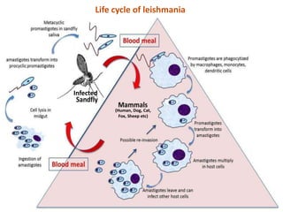 Leishmania Life Cycle Animation