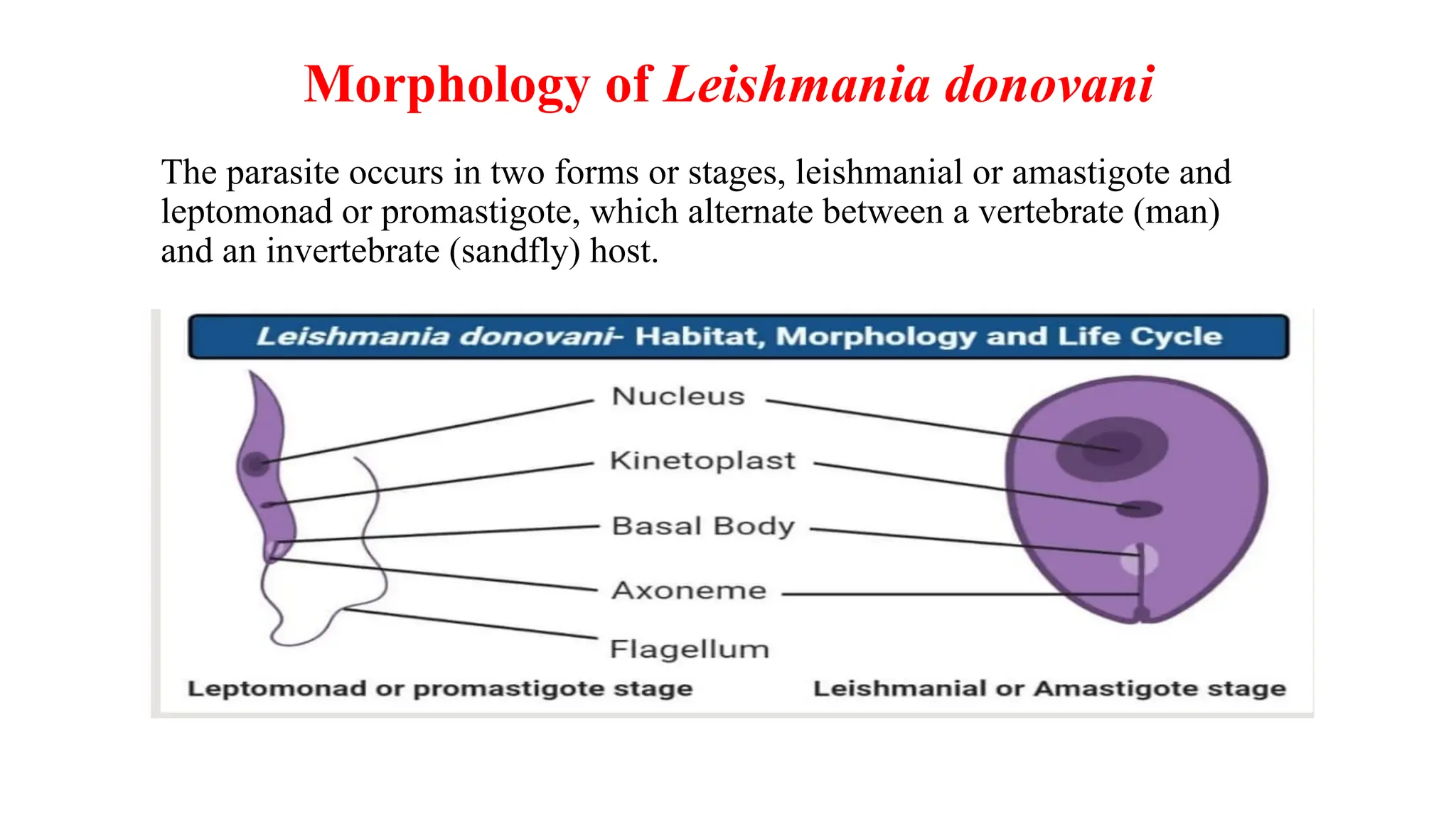 Leishmania Donovani Promastigote Labeled