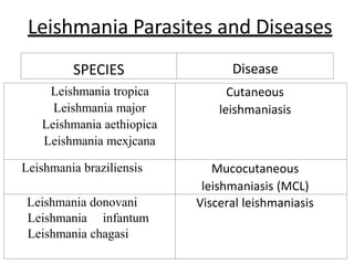 leishmania ppt mine.ppt