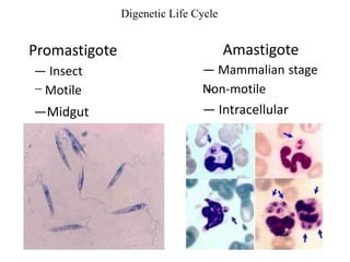 leishmania ppt mine.ppt