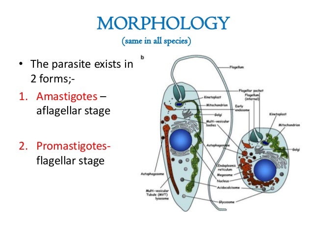 Leishmania Donovani Morphology