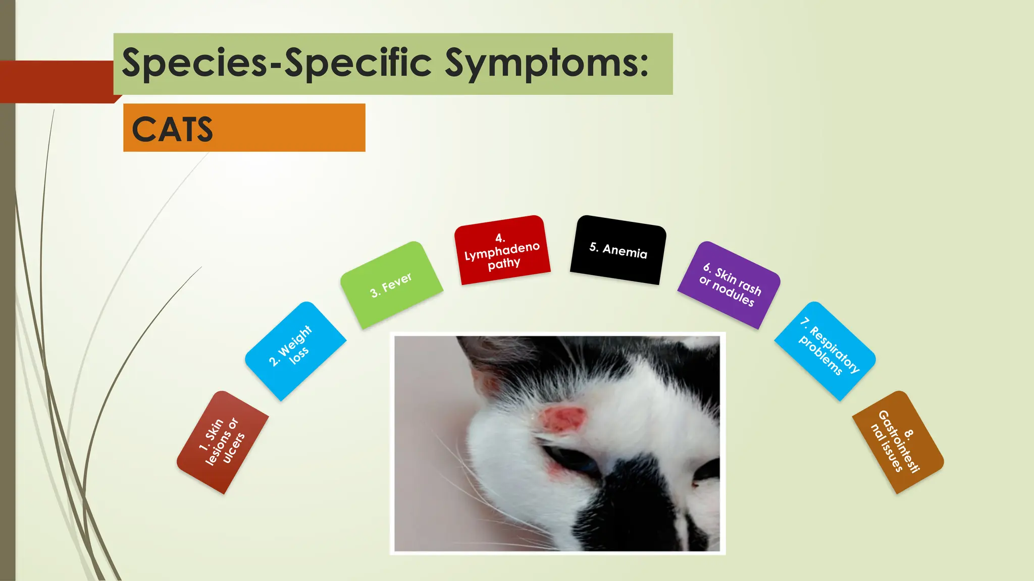 Leishmaniasis is a vector borne, parasitic disease | PPTX
